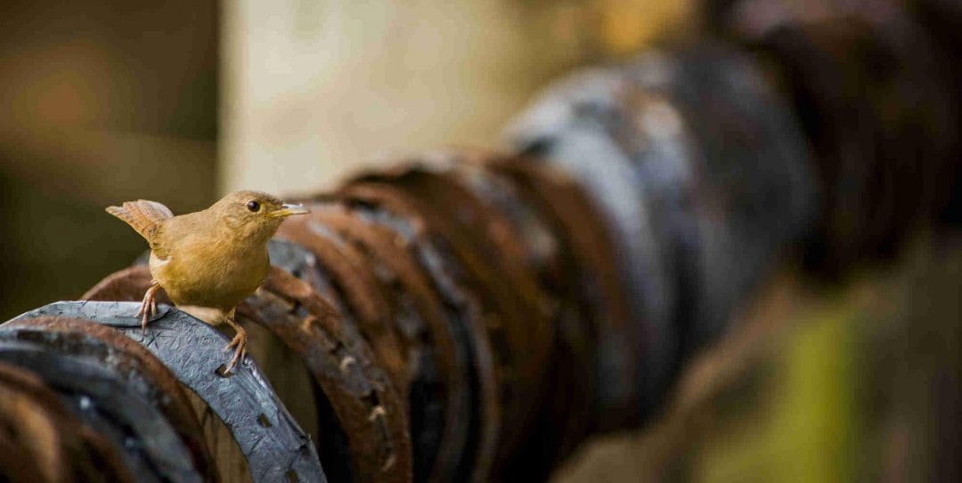 Avetco Leather | Leather Hides and Eva Foam